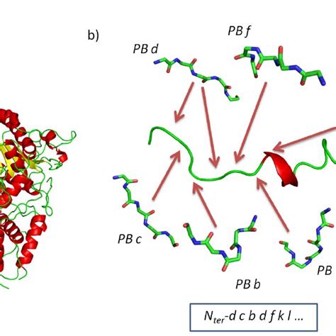 Principe Of Encoding Of Protein Structures Using Structural Alphabet Download Scientific