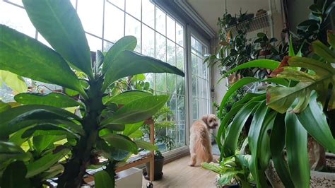 뚠뚠이 해리의 문여는 방법 Youtube