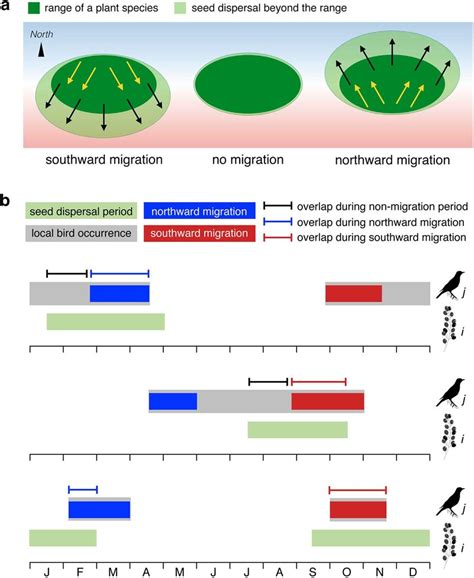 Conceptual Diagrams Showing Directional Patterns Of Long Distance Seed Download Scientific