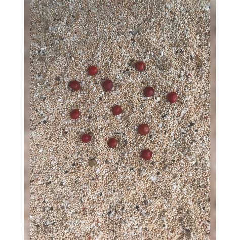 Jual Bahan Kerang Biji Saga Shopee Indonesia