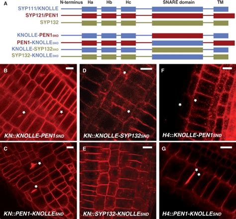 Subcellular Localization Of Chimeric Syp1 Proteins A Diagram Of