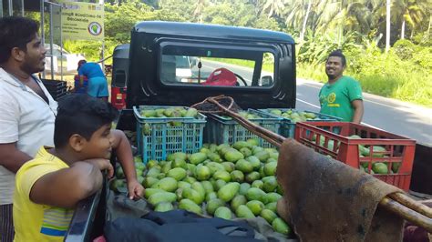 Harvesting And Collecting Of Mango Fruits