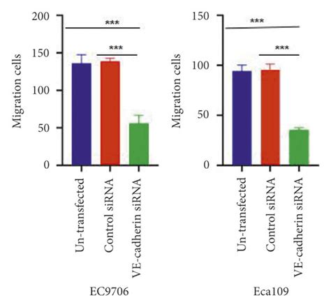 Ad Migration And Invasion Abilities Of Ec Cells After Ve Cadherin