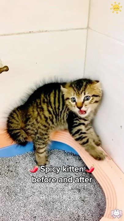 #funny #petsrule #funnypets #cat #funnyanimals #pets #funnycreatures # ...