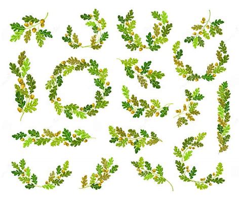 Oak Branches With Green Leaves And Acorns Big Vector Set Stock Vector Illustration Of Autumn