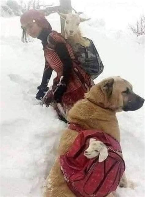 Shantha තුර්කි ඡායාරූප ශිල්පියෙකු මෙම ඇදහිය නොහැකි මොහොත ග්‍රහණය කර ගත්තේ ශීත කළ කන්දක් මත වන