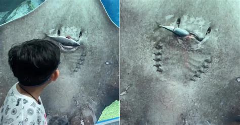 El Momento En Que Una Mantarraya Gigante Se Come A Un Pez Frente A Unos Niños Infobae