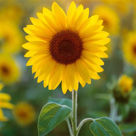 Benefits Of Using Sunflower Oil Everday Including Massage Therapy