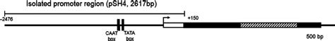 Structure Of Sh4 Gene Including A Part Of Its Coding Region And 5 ′ Download Scientific Diagram