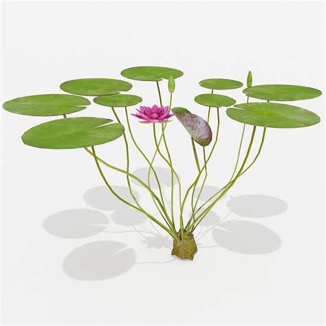 Water Lily 3d Model 49 3ds Obj Max Ma Lwo C4d Free3d