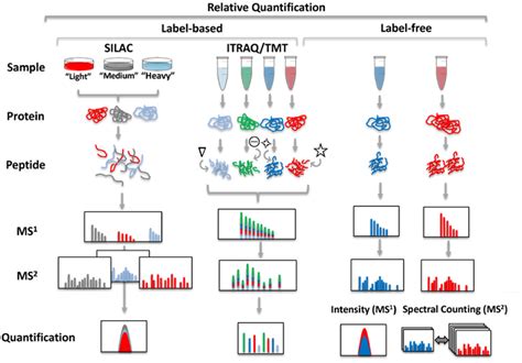 Comparing Lfq And Isobaric Labeling Strategies In Proteomics