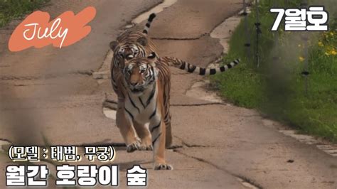 백두대간 호랑이 방사장이 바뀌어도 적응을 잘 해준 태범 무궁 두 남매 호랑이의 월 화보 영상 YouTube