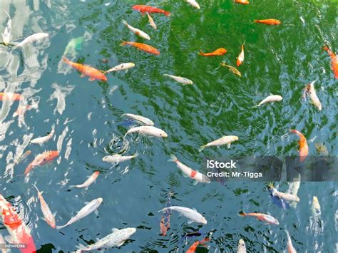 연못에있는 황금 잉어와 잉어 물고기 중국 연못에있는 노란색 주황색 검은 색 물고기 구시 가지에있는 전통적인 중국 연못의 맑은 물 호수에있는 다채로운 물고기 푸른 물에서