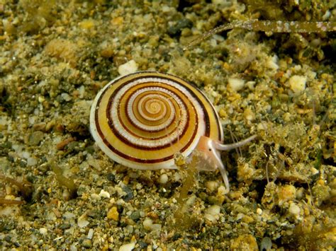 Sea Snail The Marine Gastropods Ocean Info