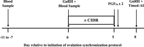 Experimental Protocol Used To Synchronize Ovulation In Suckled Beef Download Scientific Diagram