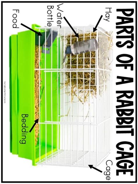 Classroom Pet Rabbit By The Blissful Preschool Tpt