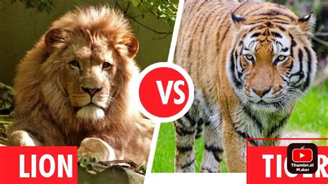 اسدvsنمر Youtube