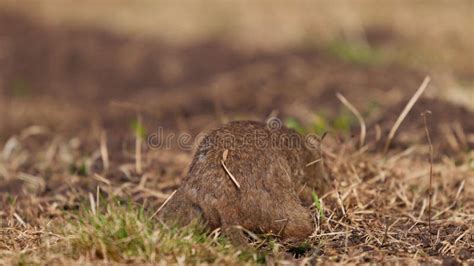 gopher digs a hole for himself little ground squirrel or little suslik