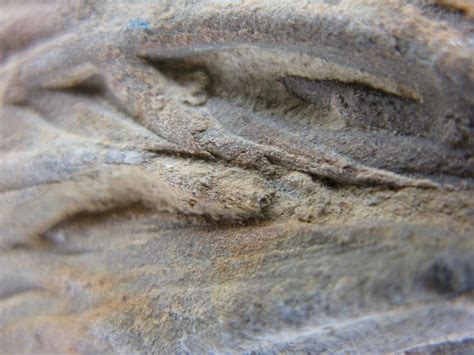 Fossil Algae Fossil ID The Fossil Forum