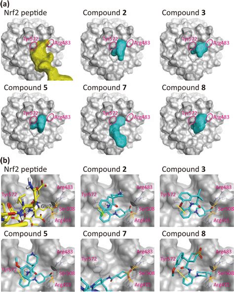 Identification Of Novel Inhibitors Of Keap1 Nrf2 By A Promising Method Combining Protein Protein