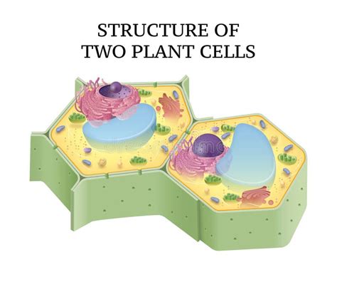 Vacuole Cell What Do Proteins Need To Reach Different Vacuoles