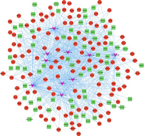 Integrative Bioinformatics Analysis For Hlhs Ijgm
