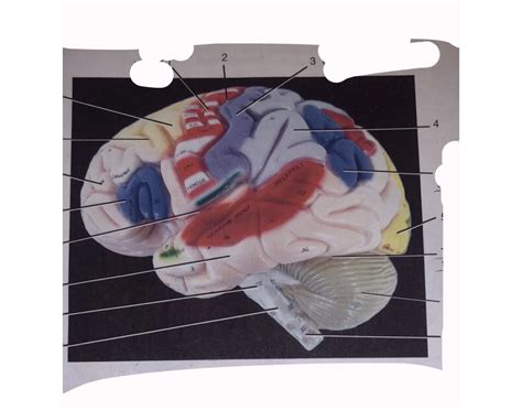 External Features Of Cerebrum Quiz