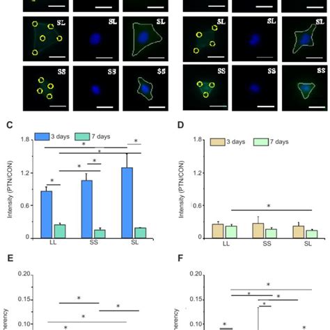 intensity of osteogenic differentiation markers in cells cultured on a