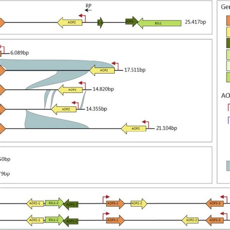 synteny based diagram of flc locus structure in accessions representing