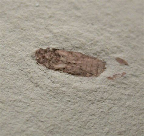 Fossil Roach