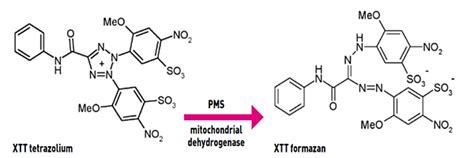 Xtt Viability Assay Simulation Praxilabs