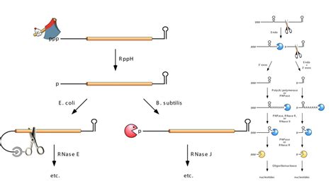 Missense Mutation Definition Types Causes Examples Biology Notes Online