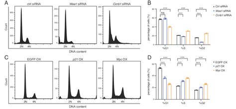 Ccnb1 Knockdown And P21 Or Myc Overexpression Cause G 2 M Phase Download Scientific Diagram