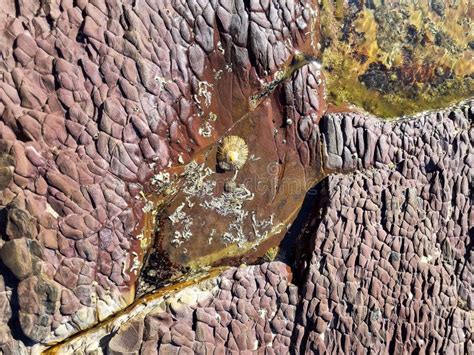 Small Shell In Water On Unusual Rock Structure Background Interesting