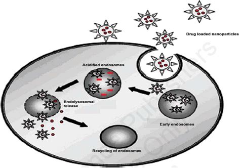 Schematic Representation Of Nanoparticle Internalization In Cells [80] Download Scientific