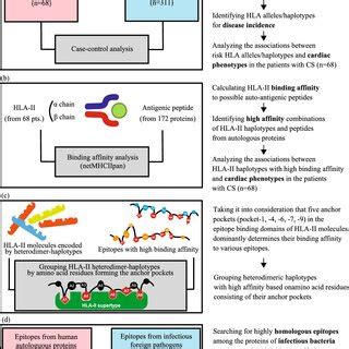Research Strategies For Identifying Risk HLA Of Cardiac Phenotypes In Download Scientific