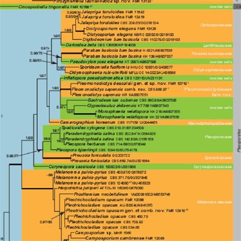 Pdf Phylogeny Of Saprobic Microfungi From Southern Europe