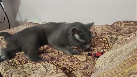 кот и игрушка с валерьянкой и кошачьей мятой Youtube