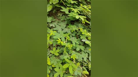 লজ্জাপতী গাছ। Beauty Treebeauty Tree Nature Youtube