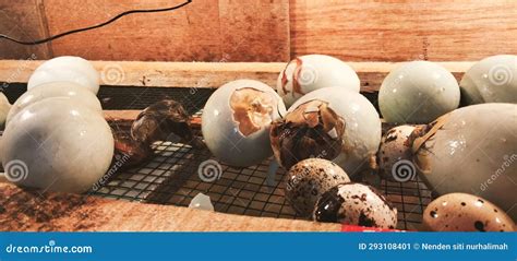 Duck Hatching Process In A Manual Hatching Machine Stock Image Image