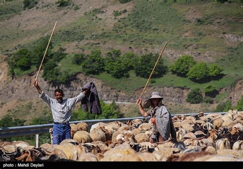 بی توجهی به ایل راه کوچ عشایر کهگیلویه و بویراحمد نوستالژی که زیرِ
