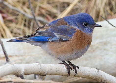 Download Bluebird Soaring Through The Sky Wallpapers Com