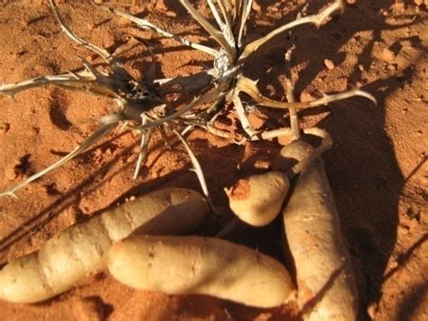 Harpagophytum Procumbens — Isiphethu Sempilo Source Of Health