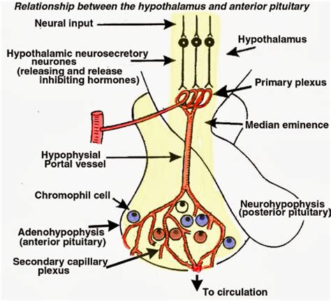 下視丘 腦下垂體門脈循環 Hypothalamo Hypophyseal Portal Circulation 小小整理網站 Smallcollation