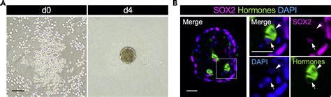 Cell Press STAR Protocols