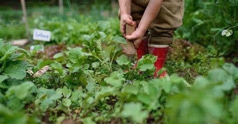 채소밭에서 일하는 알아볼 수없는 작은 소녀 지속 가능한 라이프 스타일 개념 사진 Unsplash의 사람 이미지