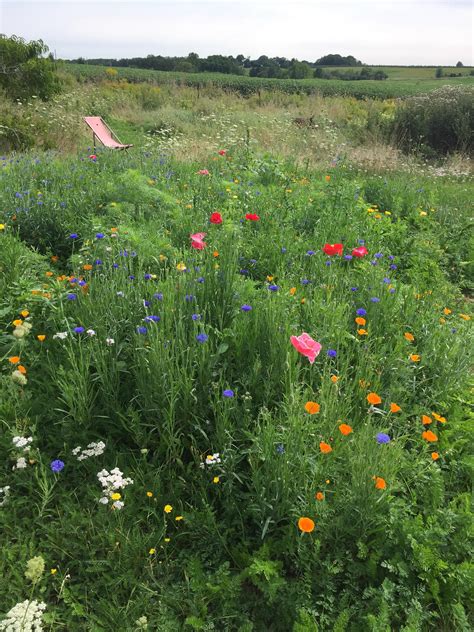 2255 Best Wildflower Images On Pholder Earth Porn Gardening And Whatsthisplant