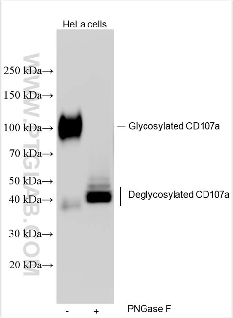 Cd107a Lamp1 Antibody Rmx00025 Proteintech