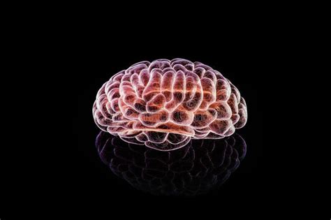 detailed 3d model of human brain network of interconnected structures