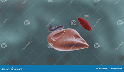 Enzymes Are Proteins That Act As Biological Catalysts By Accelerating